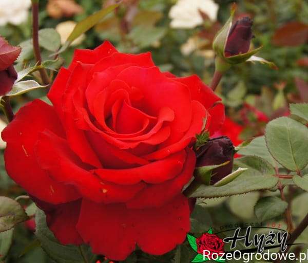 Róża wielkokwiatowa GRANDE AMORE® - doniczka 5 l. - RozeOgrodowe.pl ...