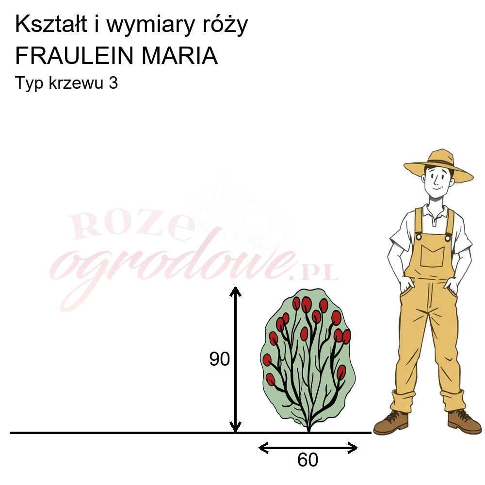 Róża rabatowa (Parfuma) FRAULEIN MARIA- goły korzeń klasa A ...