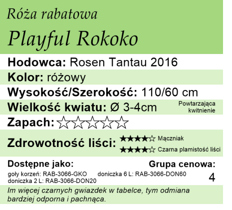 Róża rabatowa PLAYFUL ROKOKO® - RozeOgrodowe.pl szkółka Hyży Grzegorz
